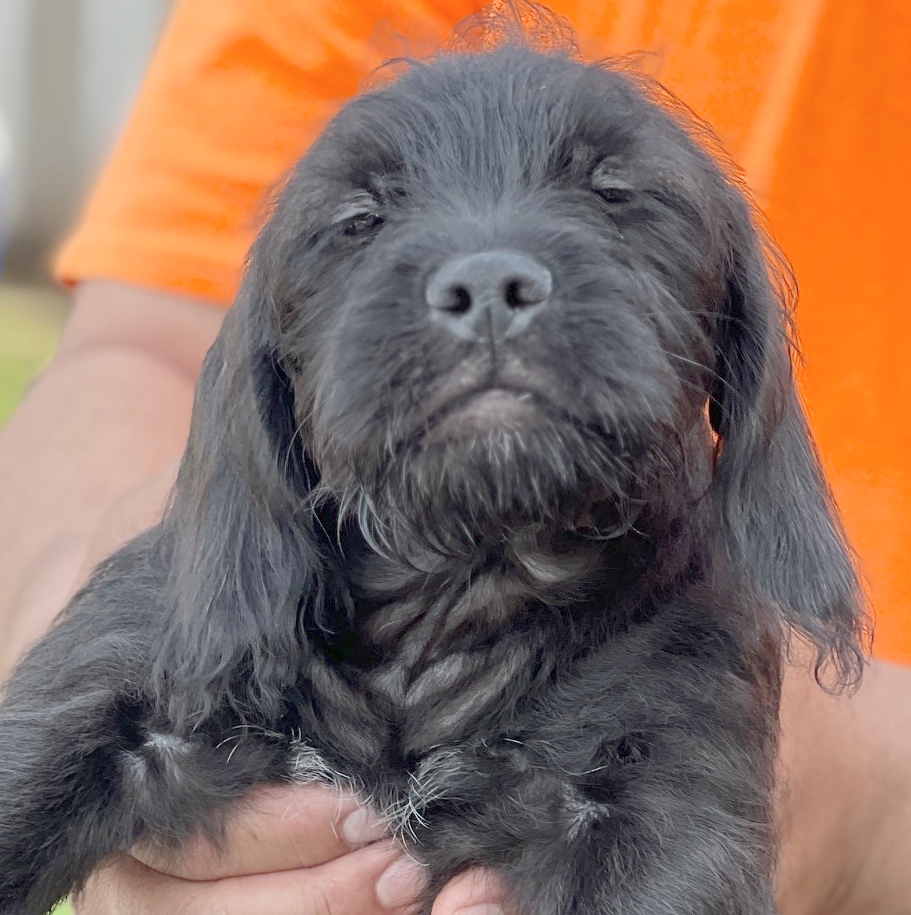 Oreo (100325) | WOOF Animal Rescue
