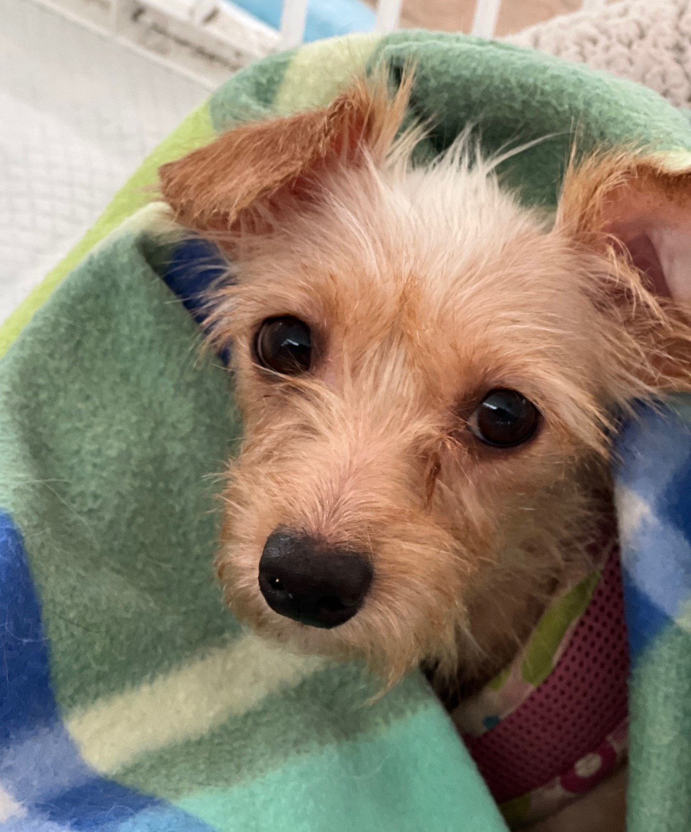 Violet (100206) | WOOF Animal Rescue